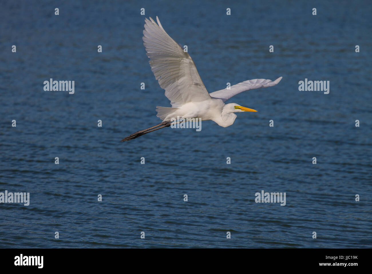 Great Egret in nature (Ardea alba) flying ,close up bird in nature ...