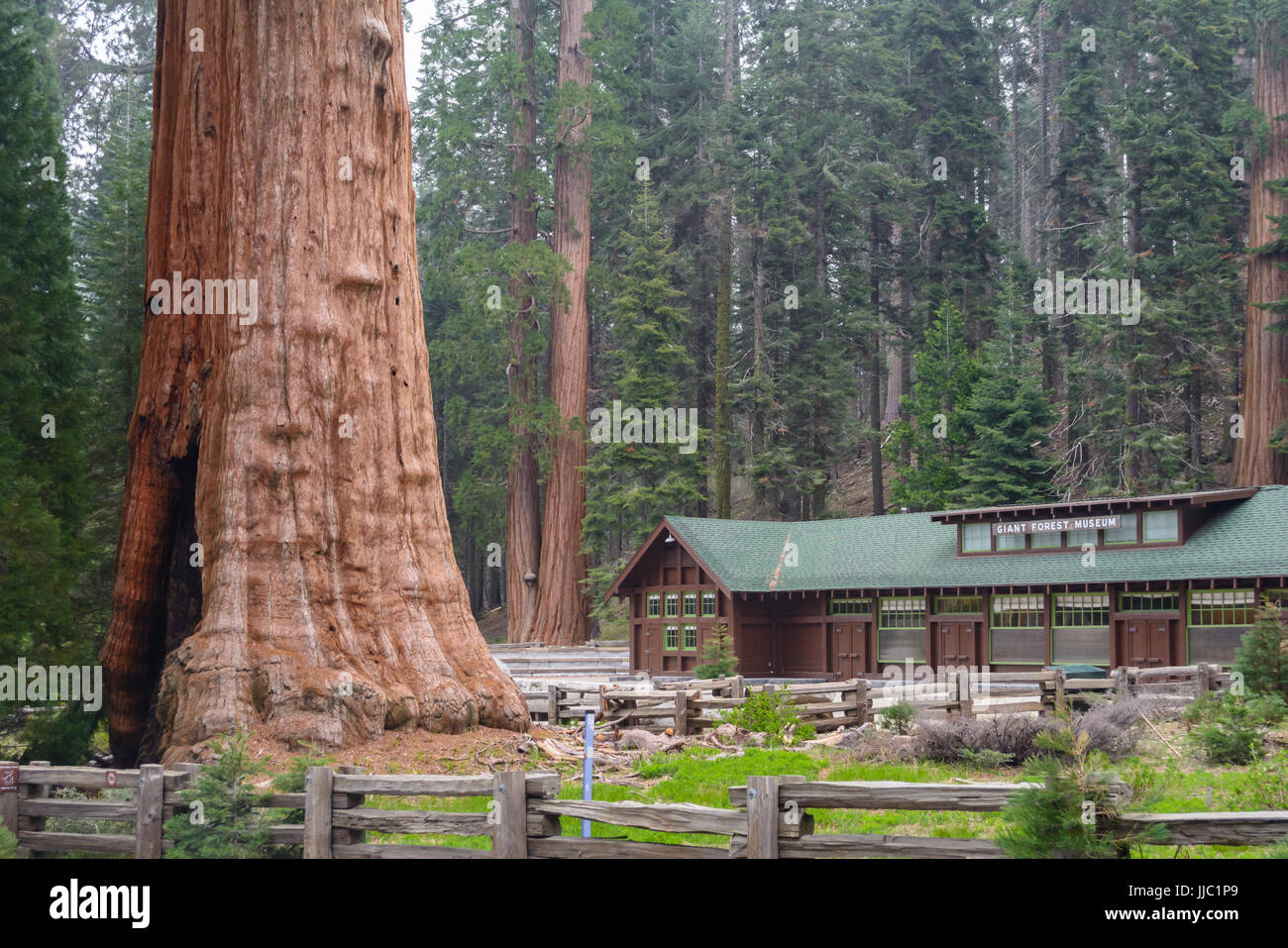 Giant Sequoia tree in front of the Giant Forest Museum - Photography by ...