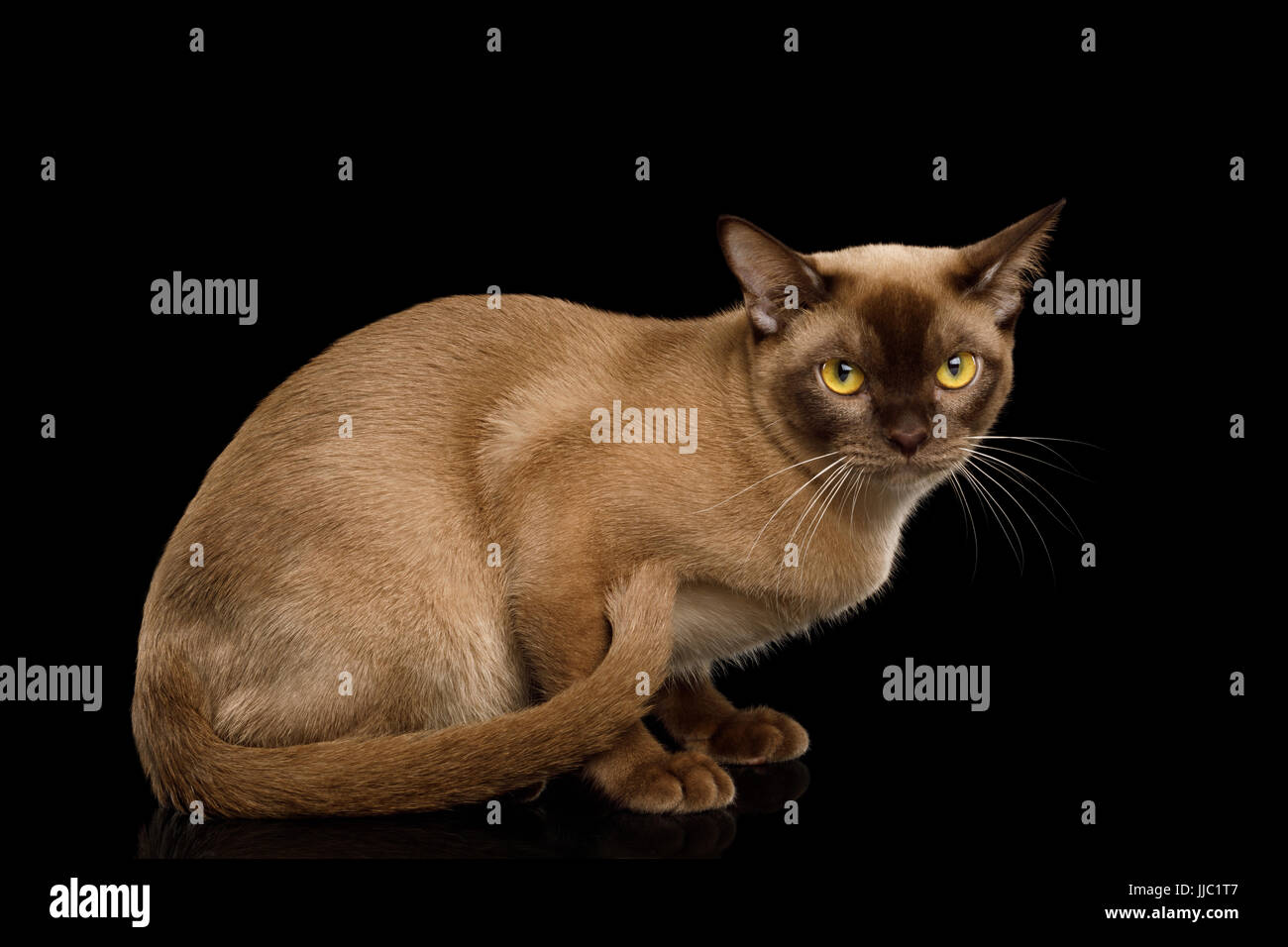 Burmese Cat isolated on black background Stock Photo - Alamy