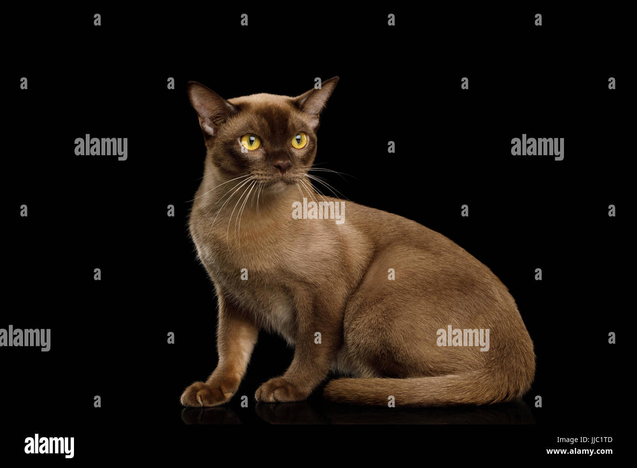 Chocolate burmese cat hi-res stock photography and images - Alamy