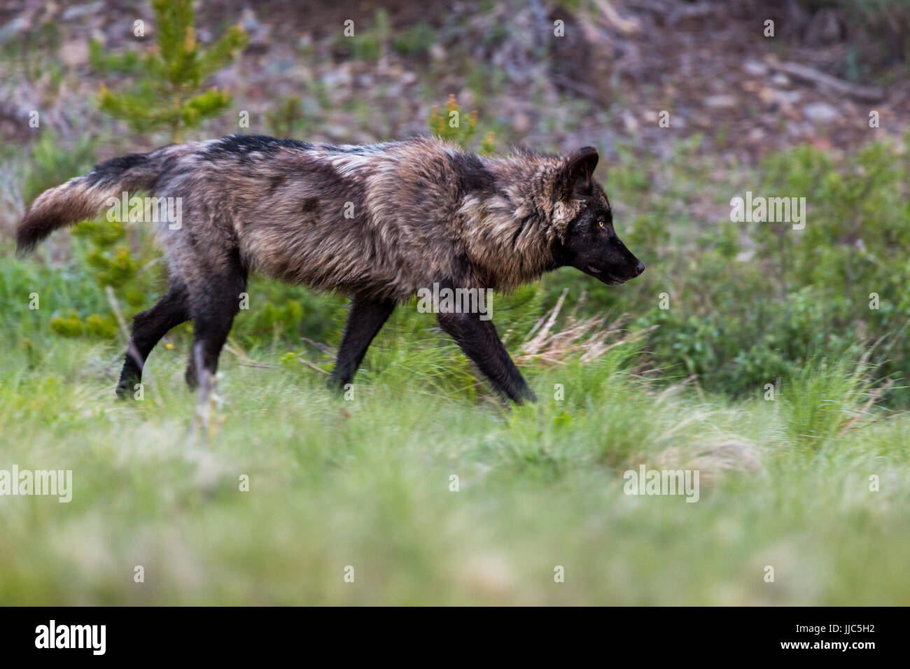 Alpha Wolf High Resolution Stock Photography and Images - Alamy