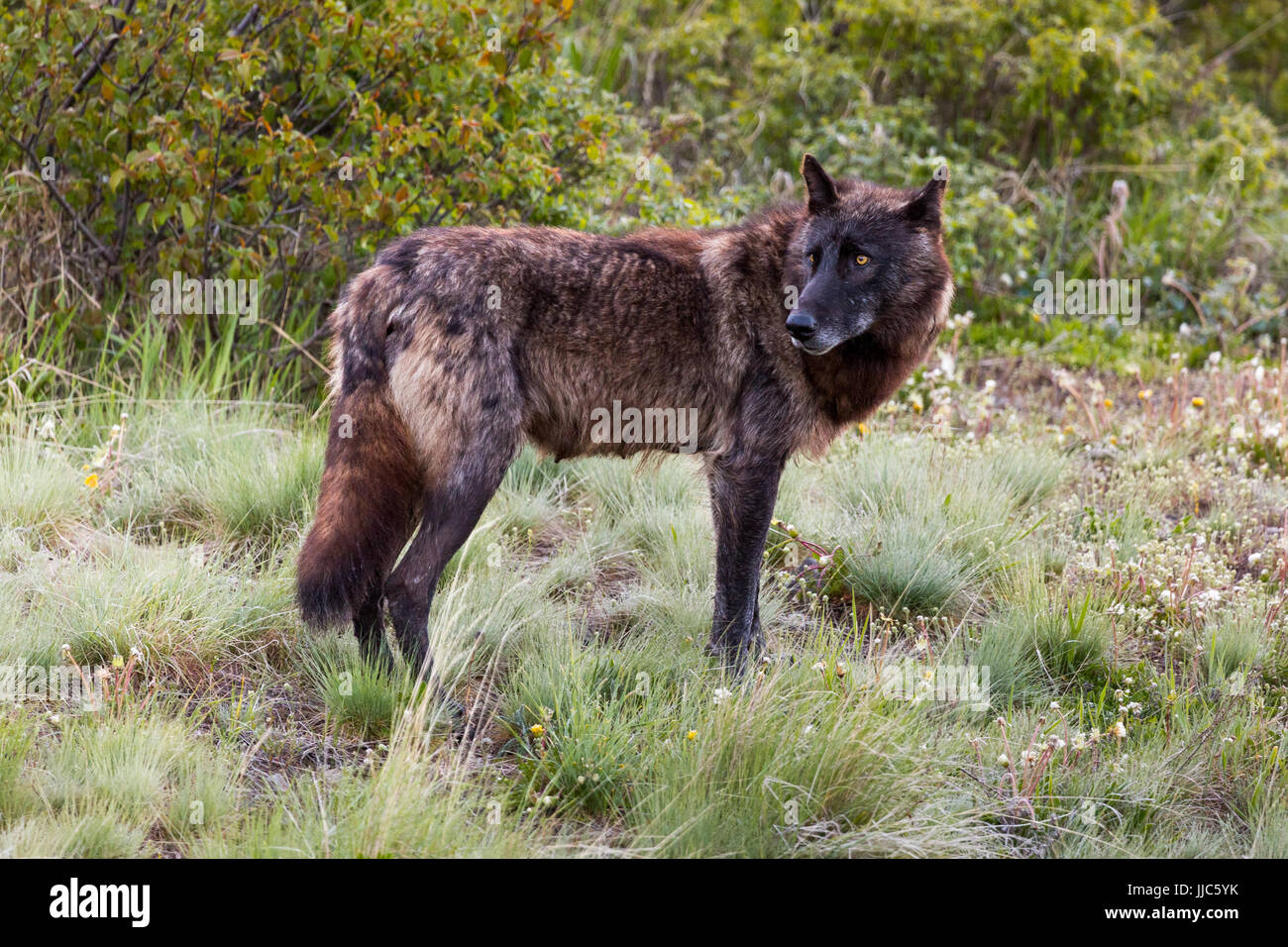 Alpha female hi-res stock photography and images - Alamy