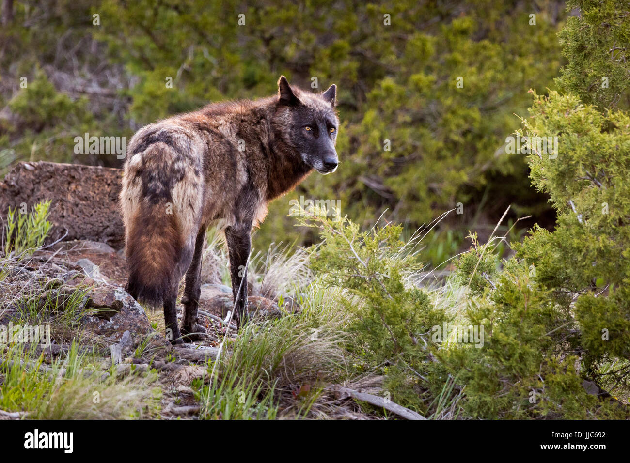 Gray wolves in forest yellowstone hi-res stock photography and images ...