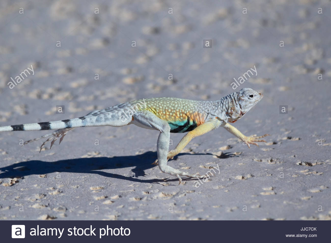 Zebra Tail Stock Photos & Zebra Tail Stock Images - Alamy