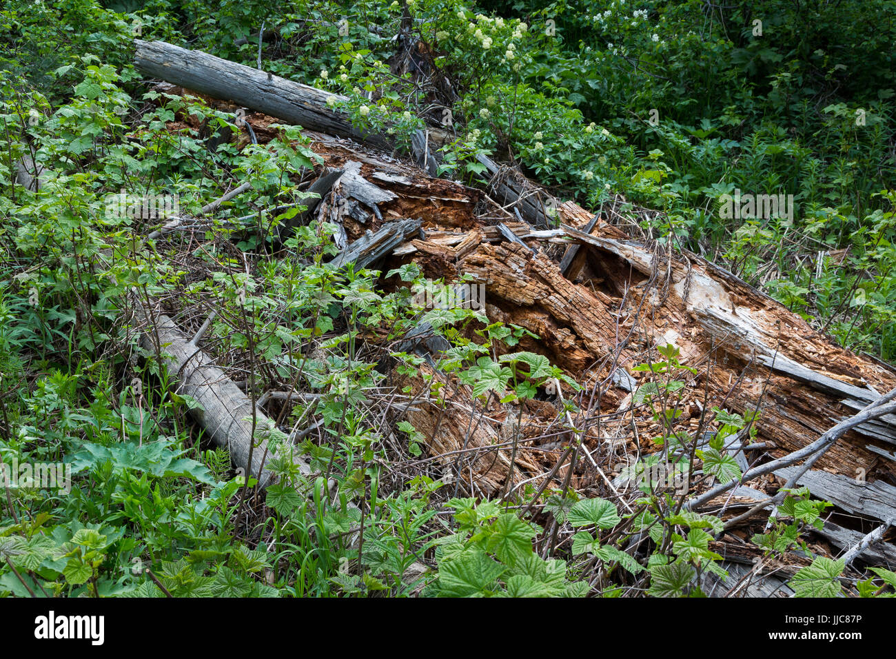 A decaying log tearing apart over lush vegetation and old growth along ...