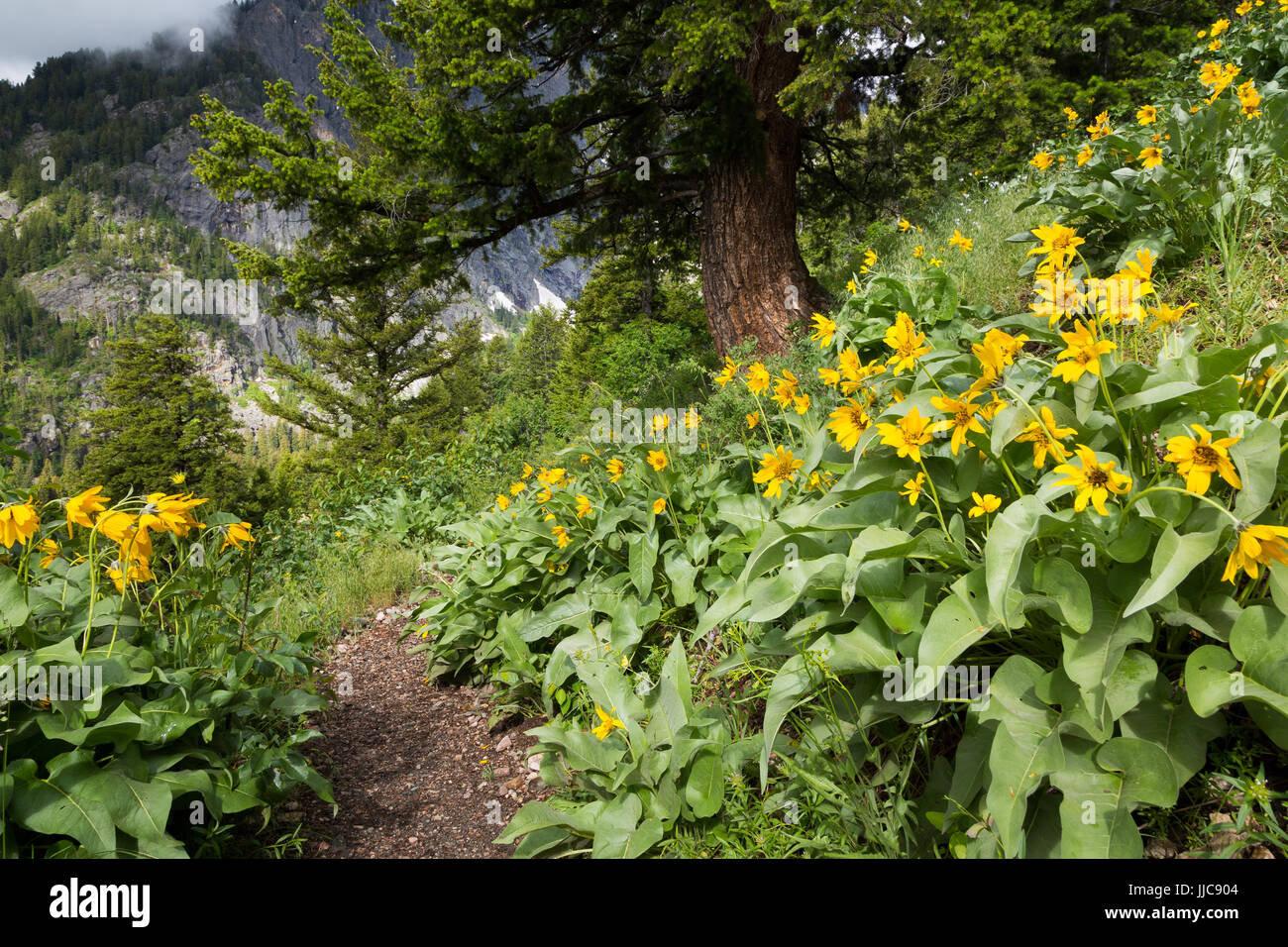 Arrowhead balsamroot wildflowers blooming below a large fir tree along ...