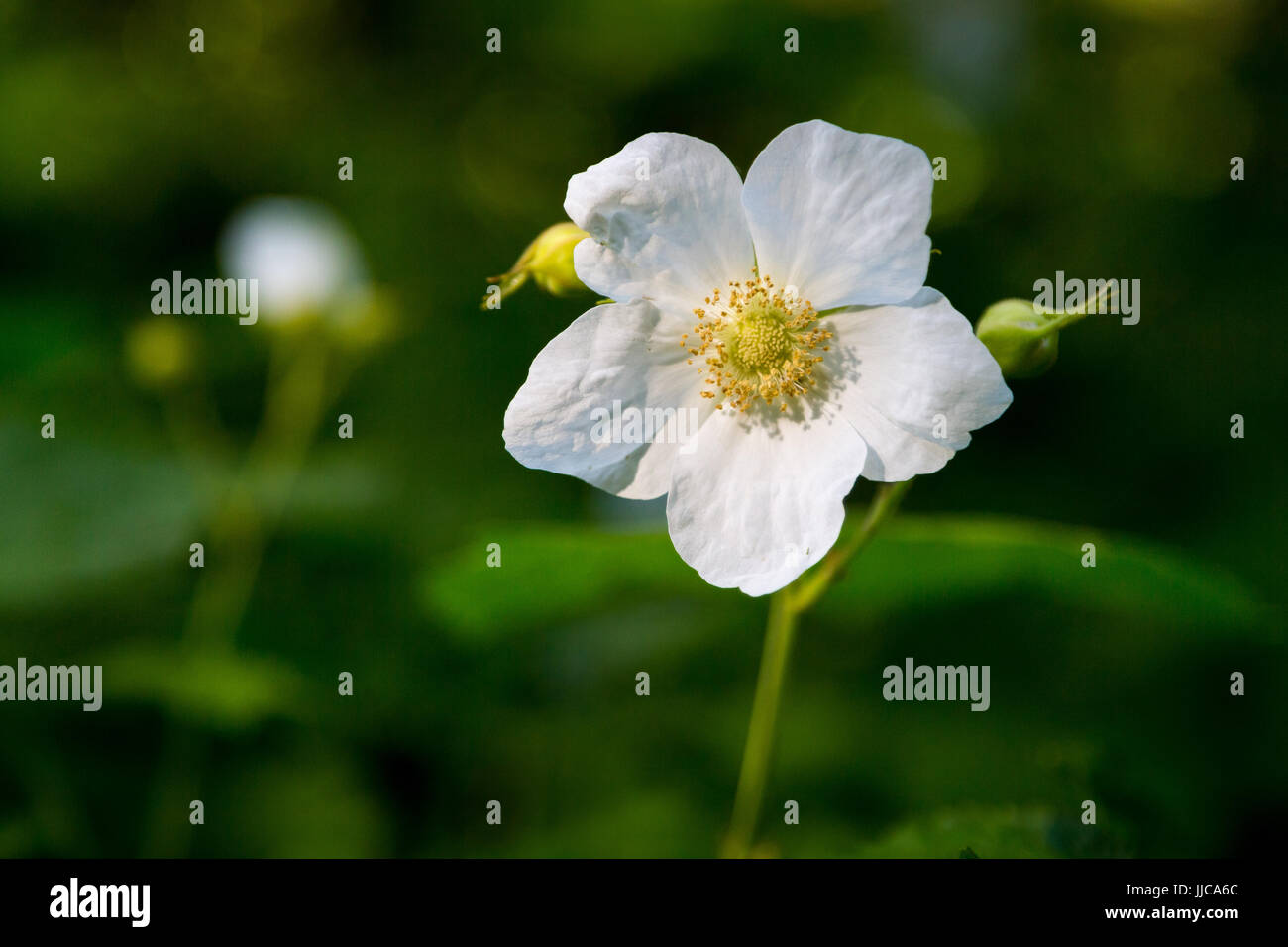 Boulder raspberry wildflowers blooming along the Phillips Canyon Trail ...