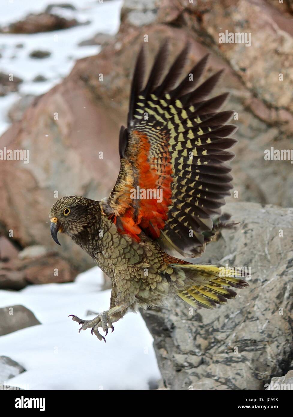Kea Flying High Resolution Stock Photography and Images - Alamy