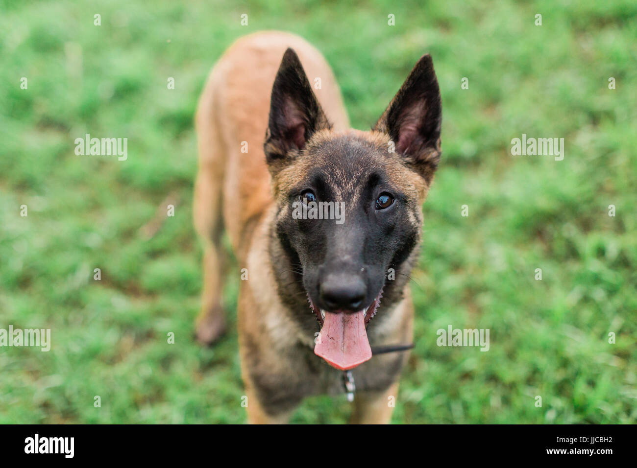 Belgian Malinois Police High Resolution Stock Photography and Images ...