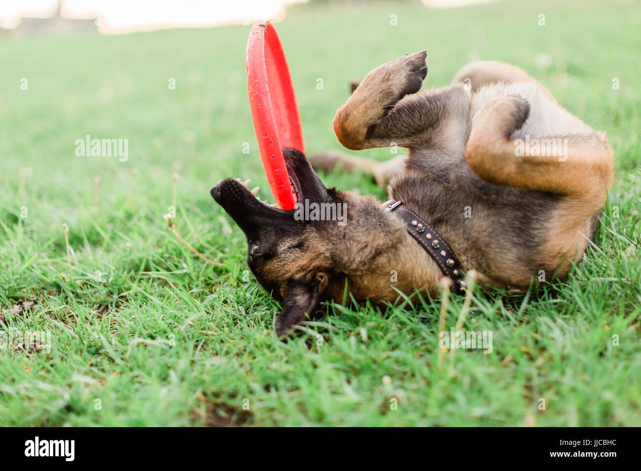 One Male Belgian Malinois playing in grassy park Stock Photo - Alamy