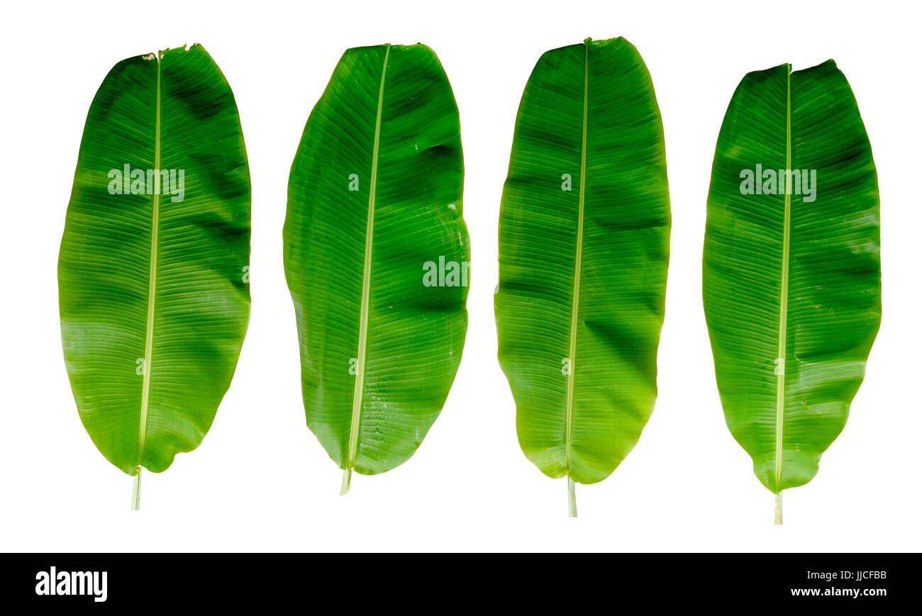 Parts Of Banana Leaves