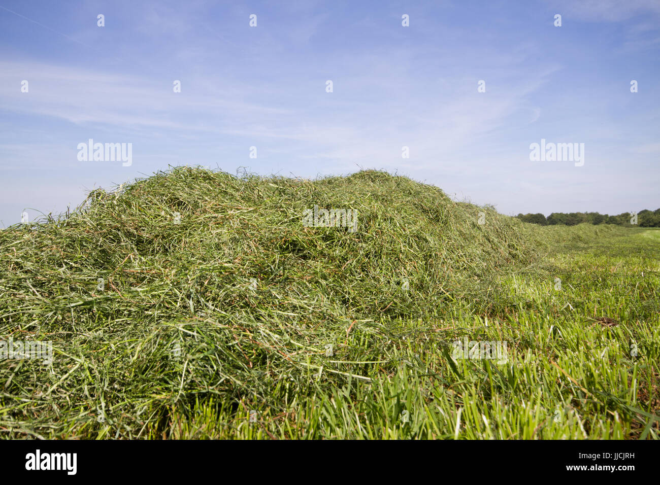 Hay, raked in a row, waiting to be harvested, under a blue sky Stock ...