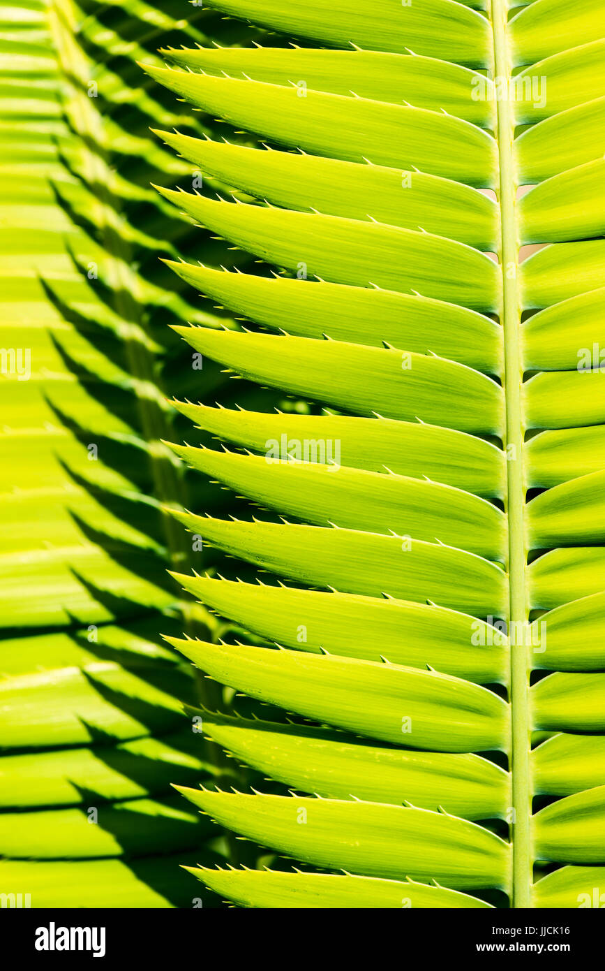 tropical palm leaves close up - botany and botanical backgrounds Stock ...