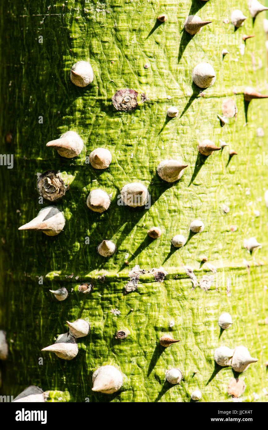 Thorny tree trunk hi-res stock photography and images - Alamy