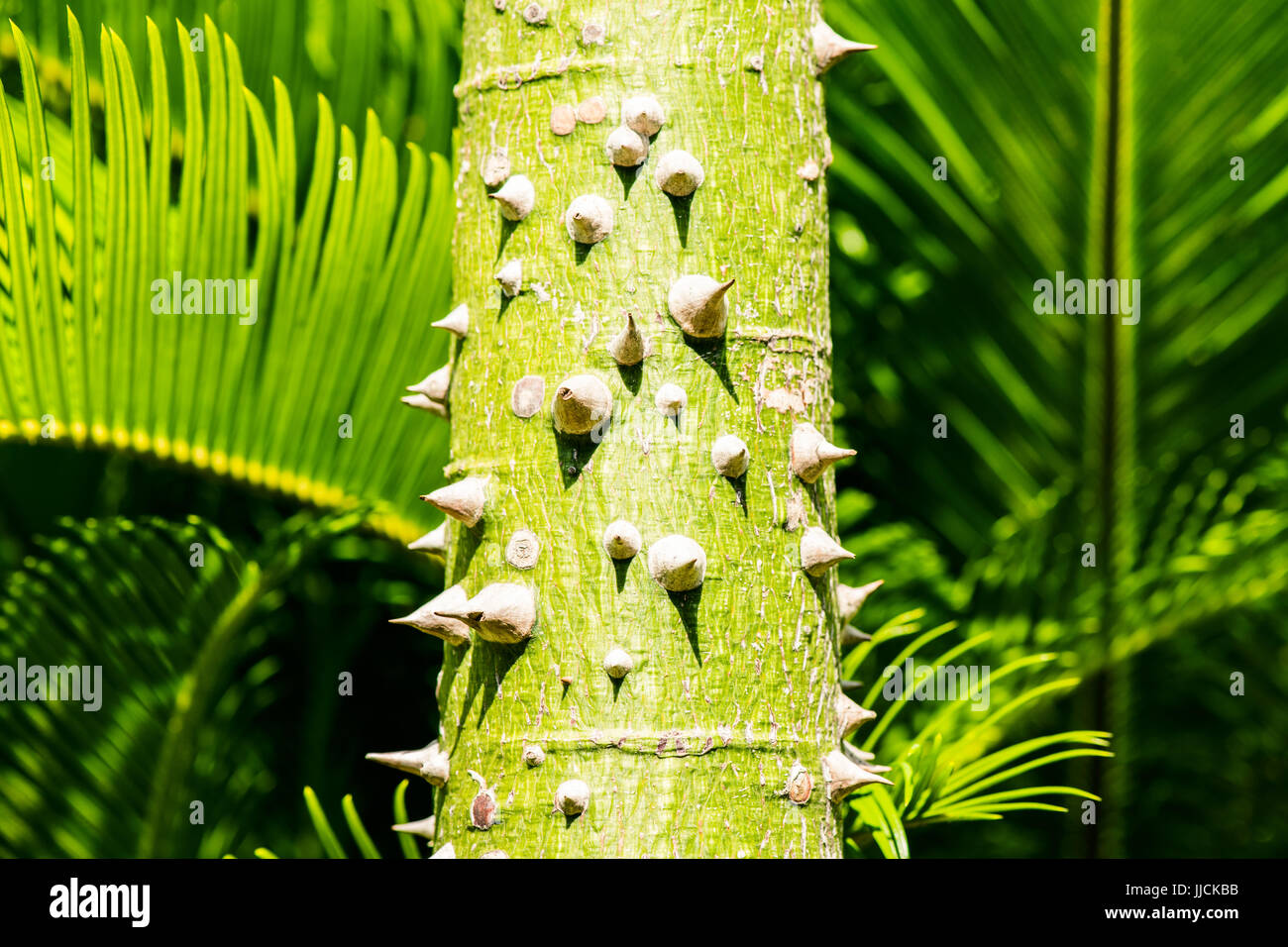 Thorny tree trunk hi-res stock photography and images - Alamy