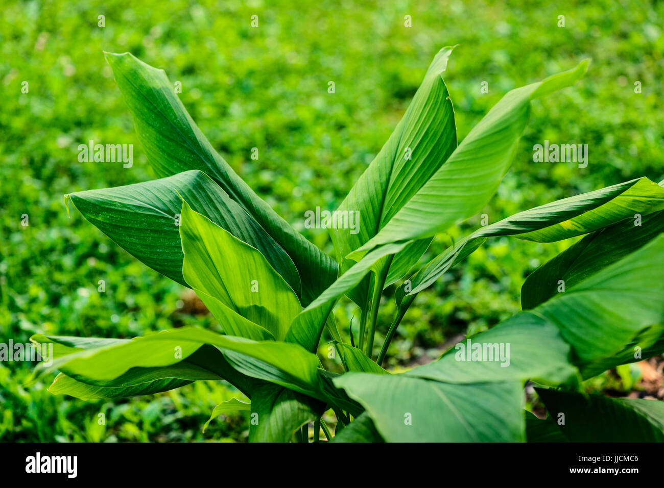 curcuma green foliage - botany and botanical backgrounds Stock Photo ...