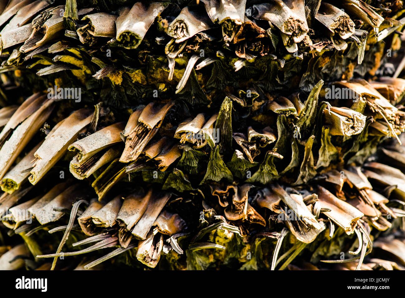 palm bark - botany and botanical backgrounds Stock Photo - Alamy