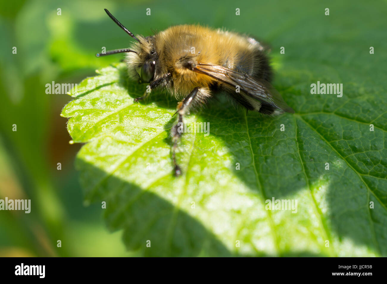 insect resting during hot summer day Stock Photo - Alamy