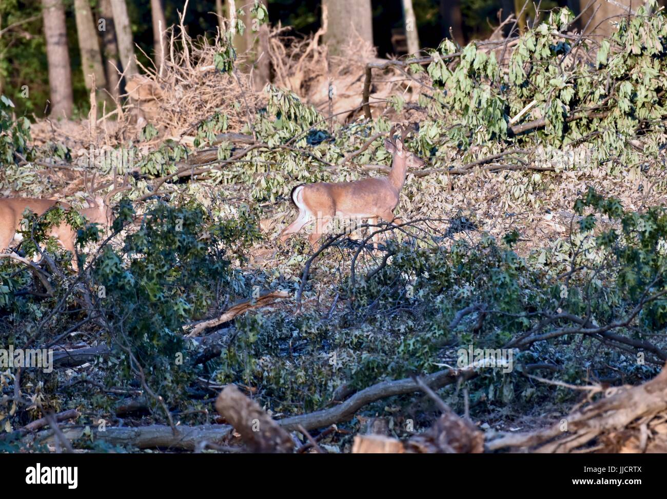 Clearcut forest hi-res stock photography and images - Alamy