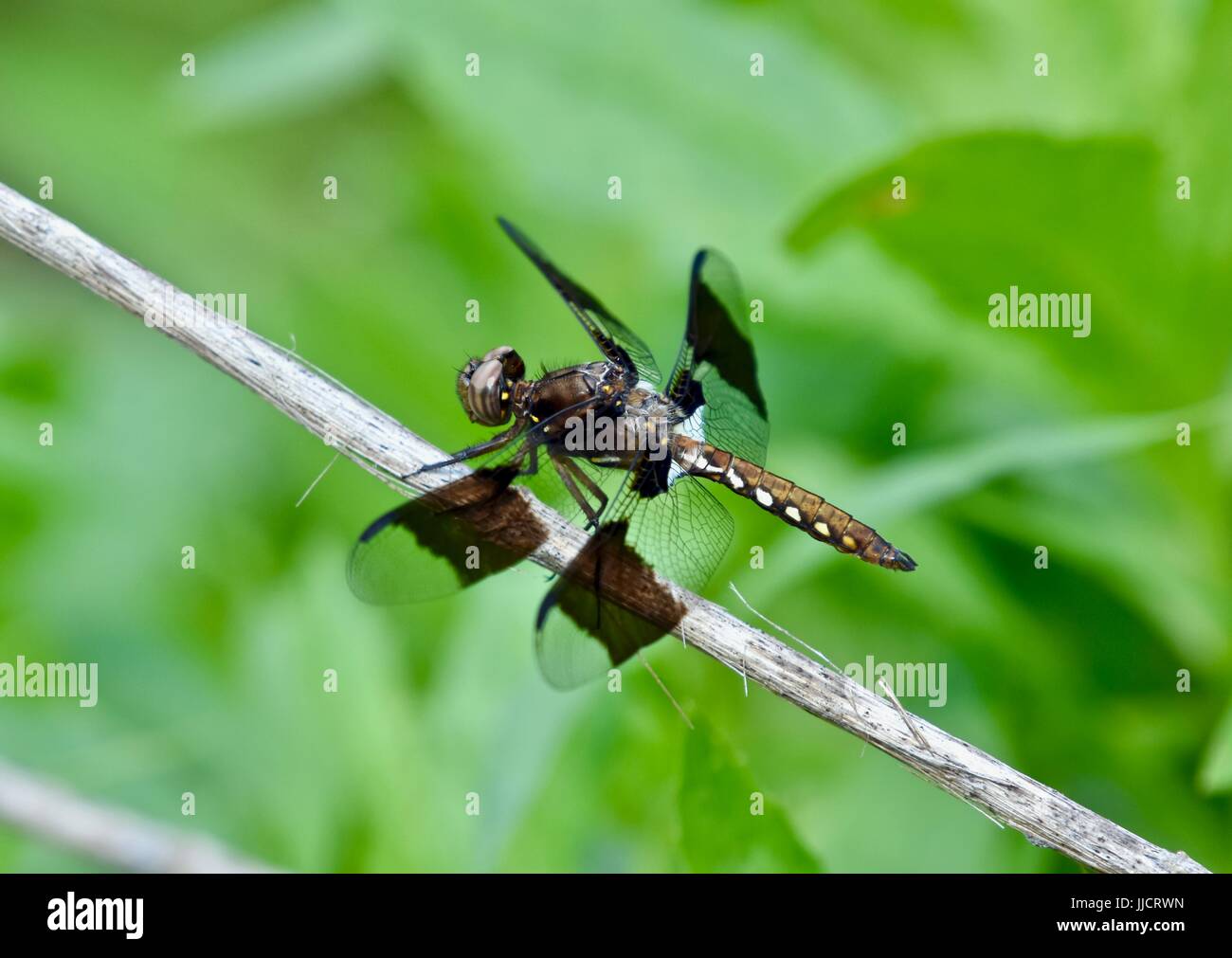 Dragonfly bug hi-res stock photography and images - Alamy