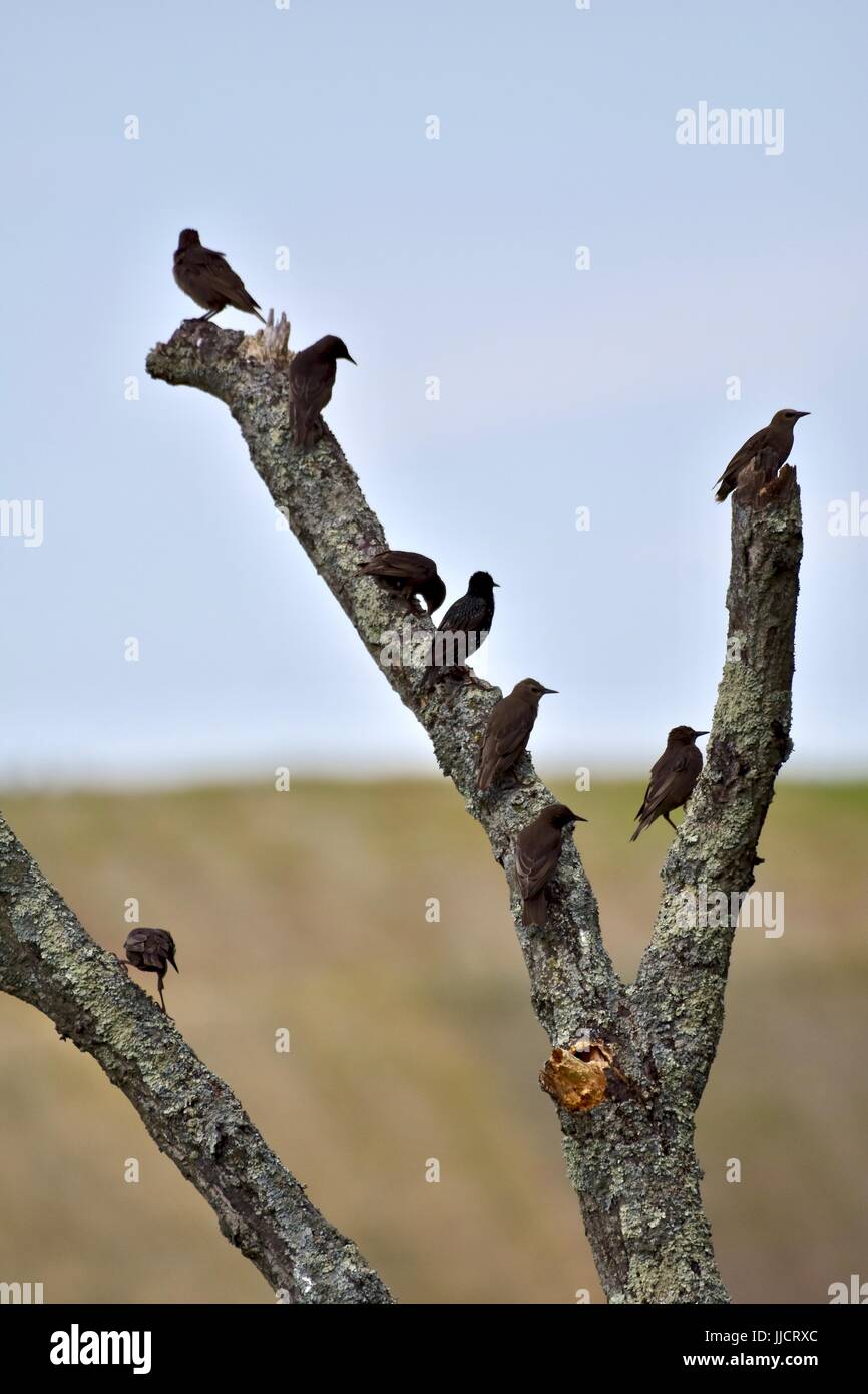 Common blackbirds (Turdus merula) perched on a dead tree branch Stock ...