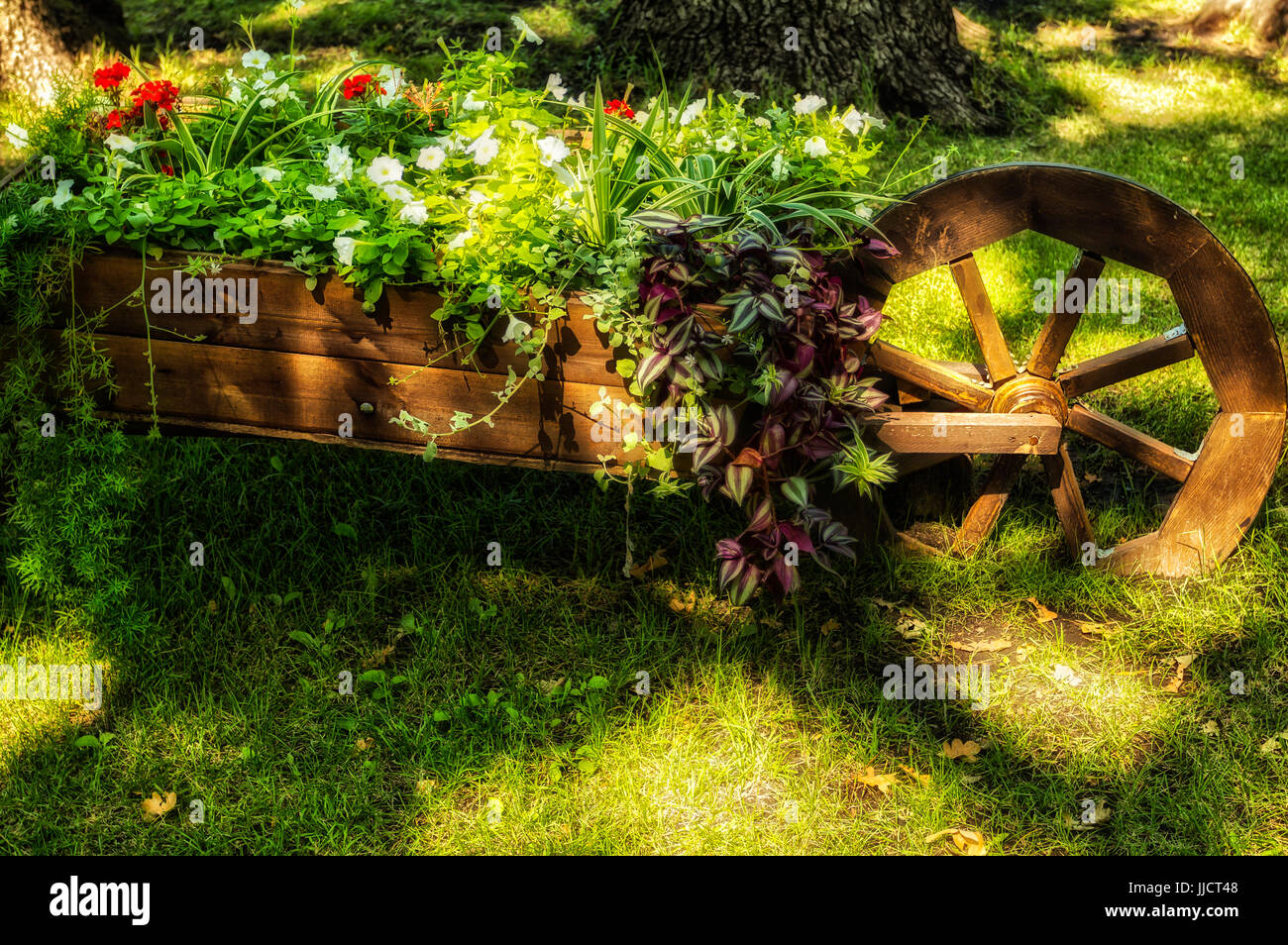Pelargonium. Flower bed in the cart,flowerbed in the cart,cart with ...
