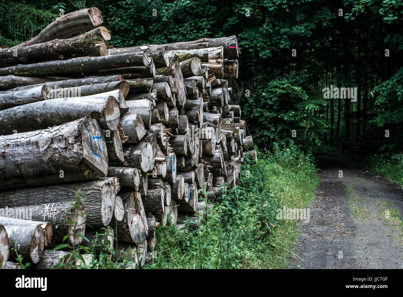 Log pile stack forest wood tire track mud road offroad way puddle ...