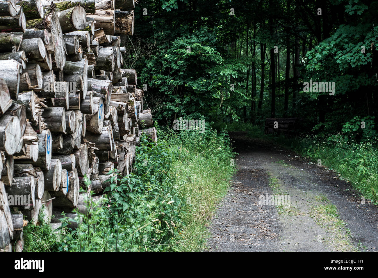 Log pile stack forest wood tire track mud road offroad way puddle ...