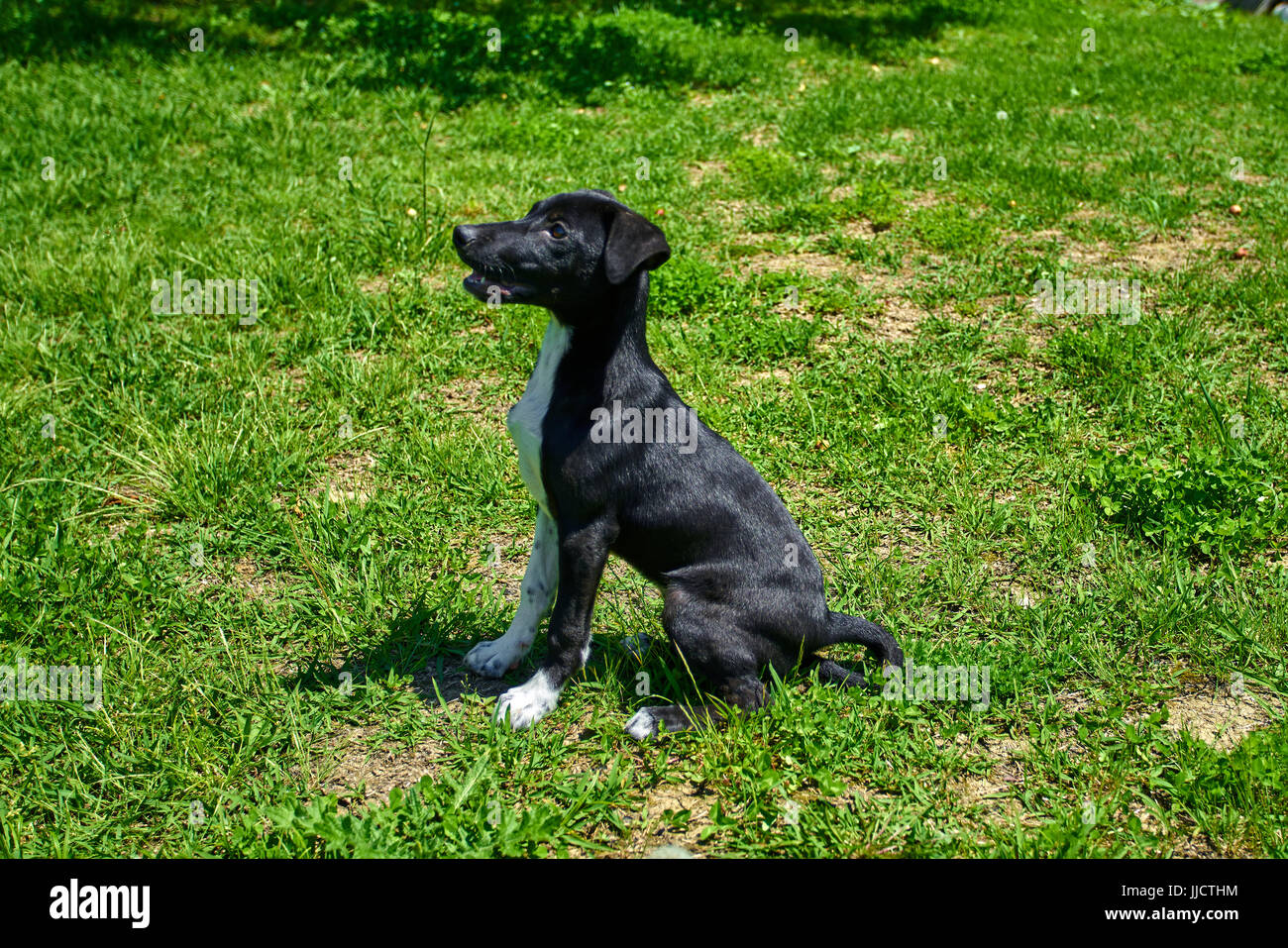 Dog playing outside smiles. Happy Dog. A beautiful puppy dog Stock ...