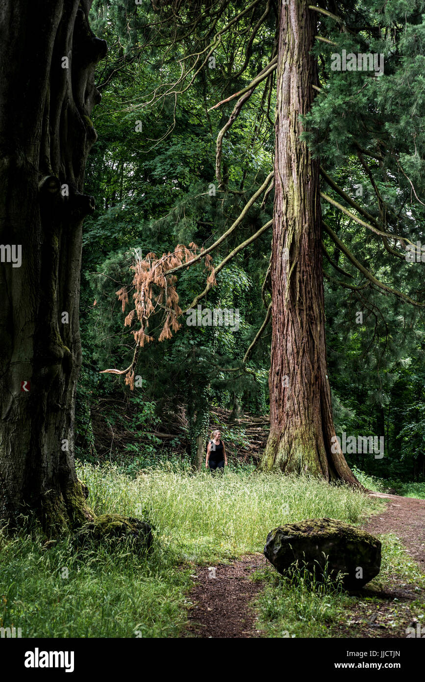 Redwoodnationalpark hi-res stock photography and images - Alamy