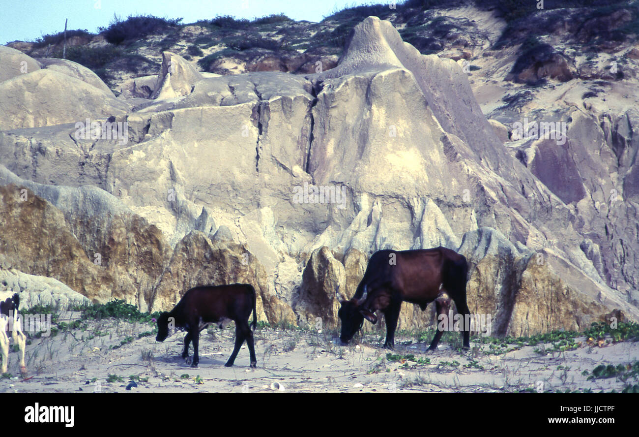 Cliffs of the beaches of Quixaba, Ceará, Brazil Stock Photo - Alamy