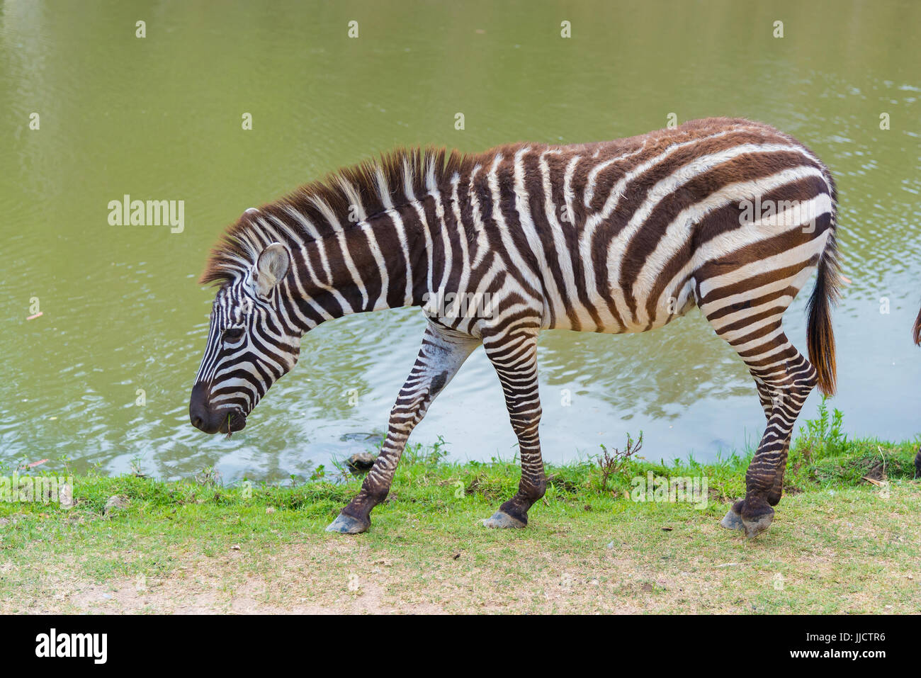 Zebra walking and standing on the ground in park Stock Photo - Alamy