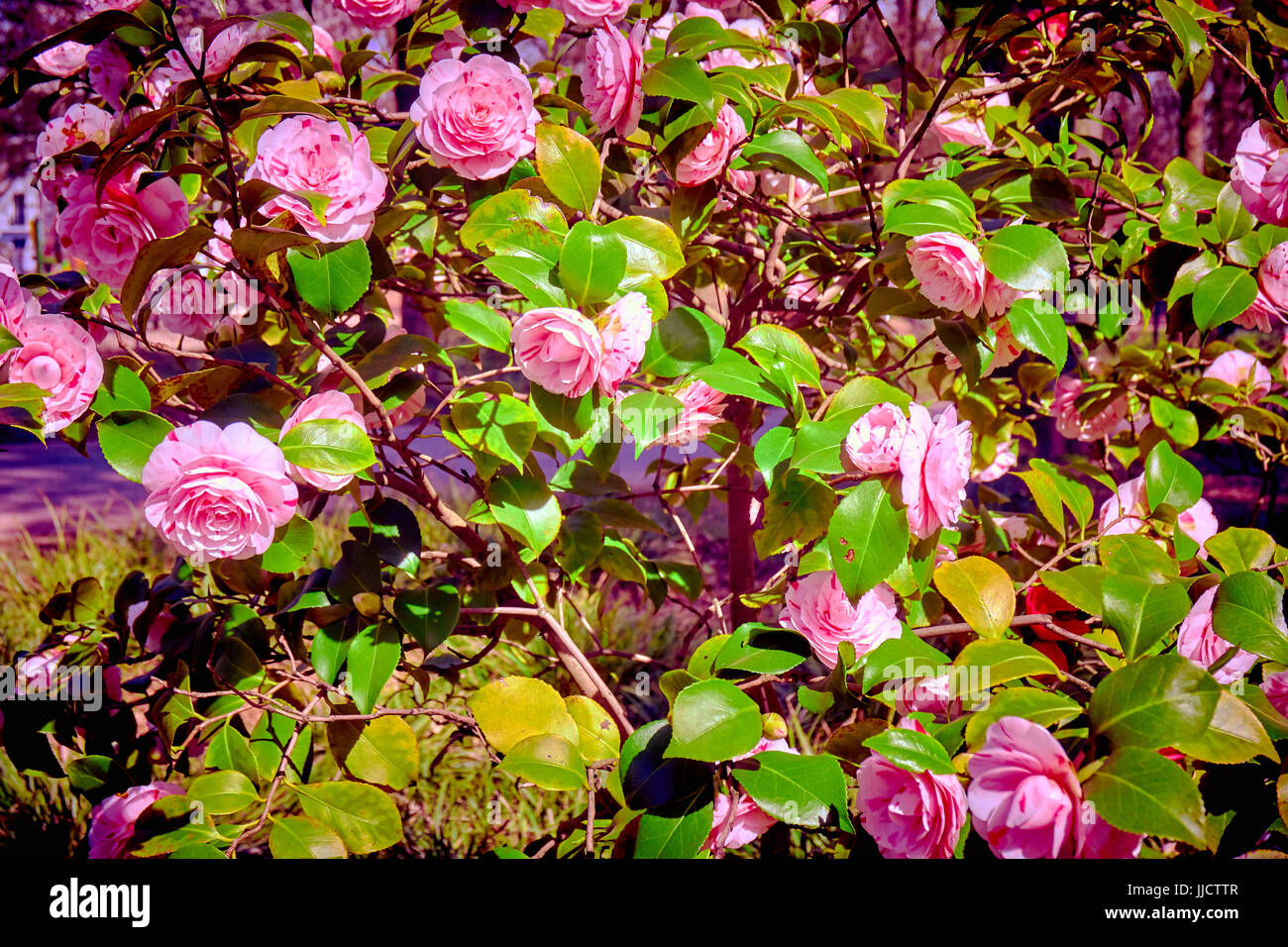 rosebush. Climbing rose tree Stock Photo - Alamy