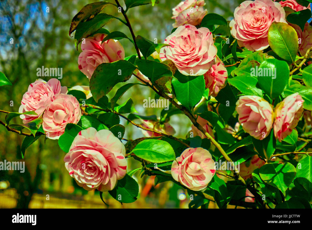 rosebush. Climbing rose tree Stock Photo - Alamy