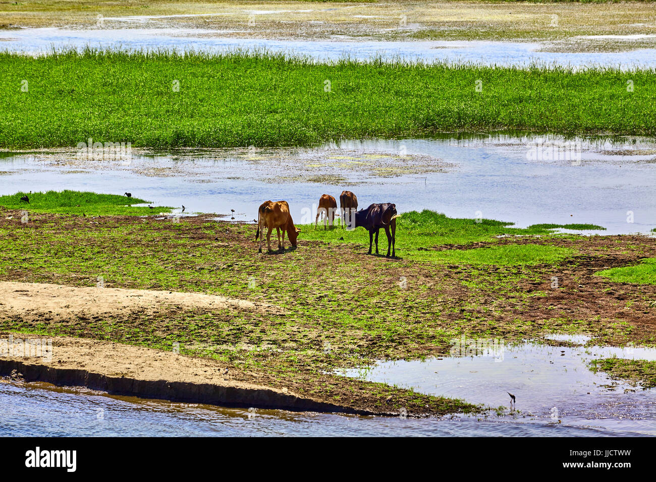 Nile river egypt farmers hi-res stock photography and images - Alamy