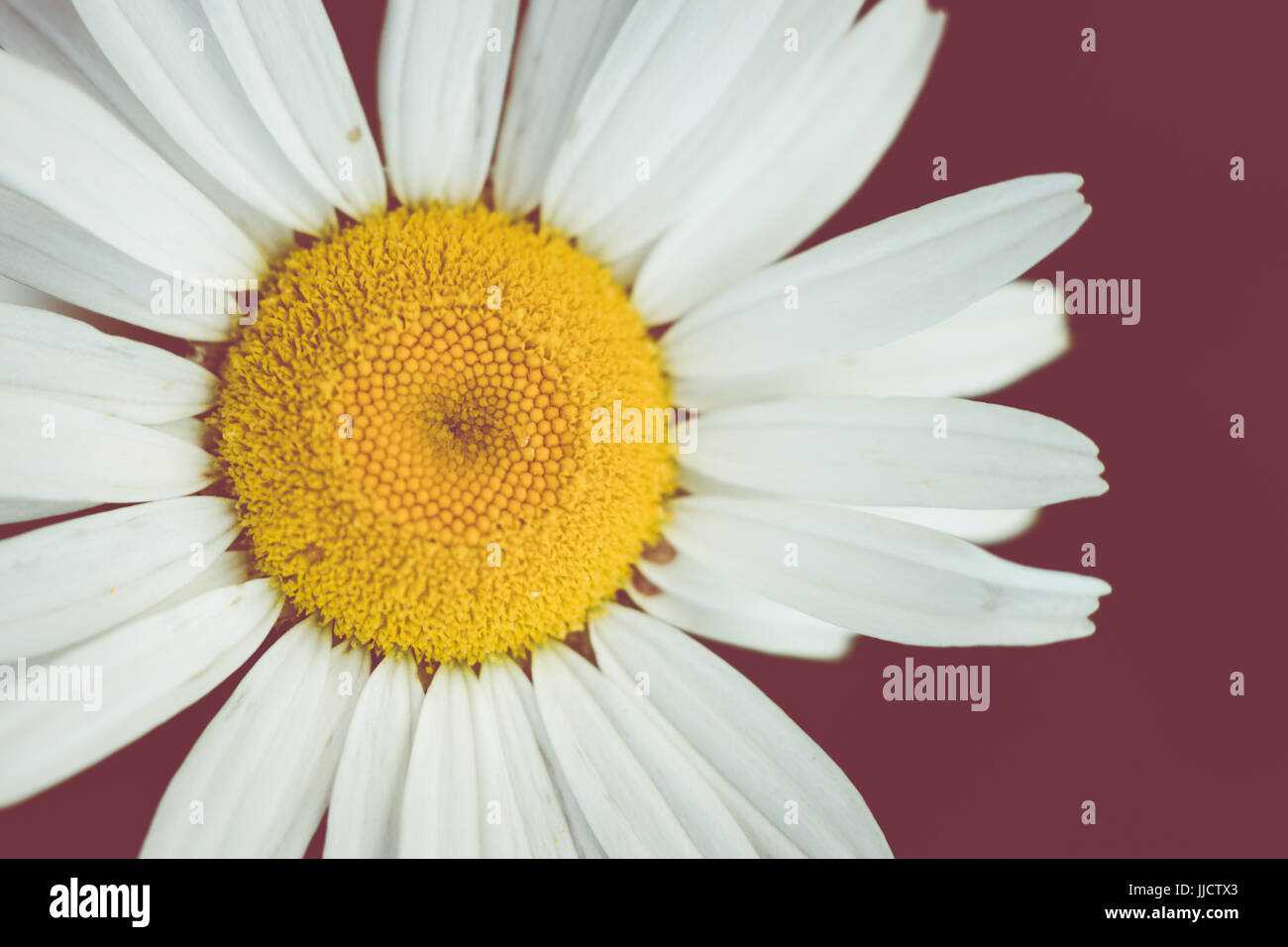 Isolated Daisy on Tuscan Red Background Stock Photo - Alamy