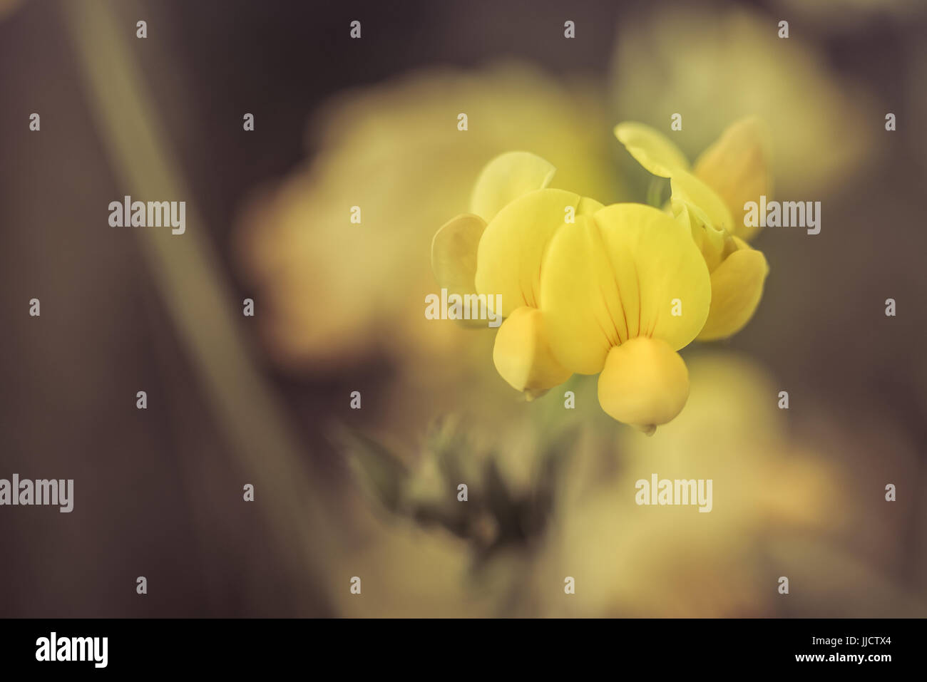 Closeup Detail of Bird's-foot Trefoil Flower Stock Photo - Alamy