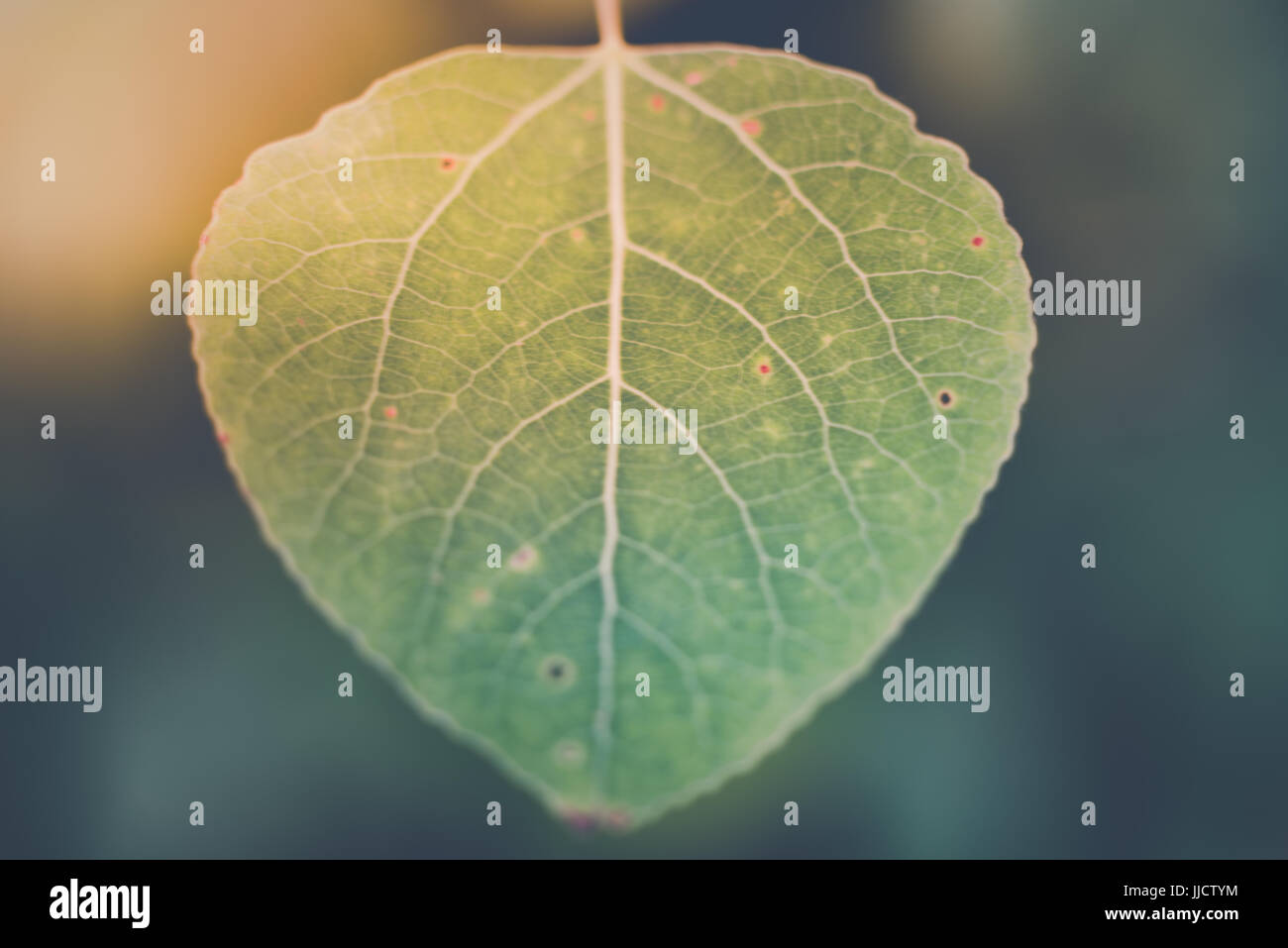 Closeup Trembling Aspen with Blurred Background Stock Photo - Alamy