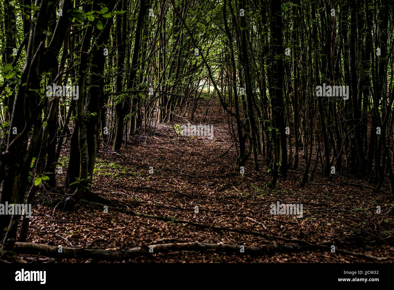 Green tree spooky forest background, beautiful view on fresh pines ...