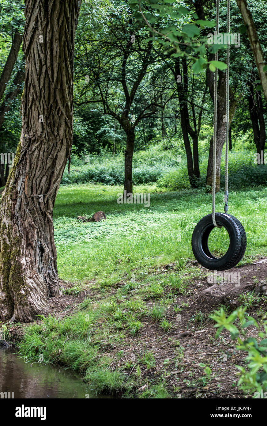 Car tire used as swing on a tree in the forest near a creek stream ...