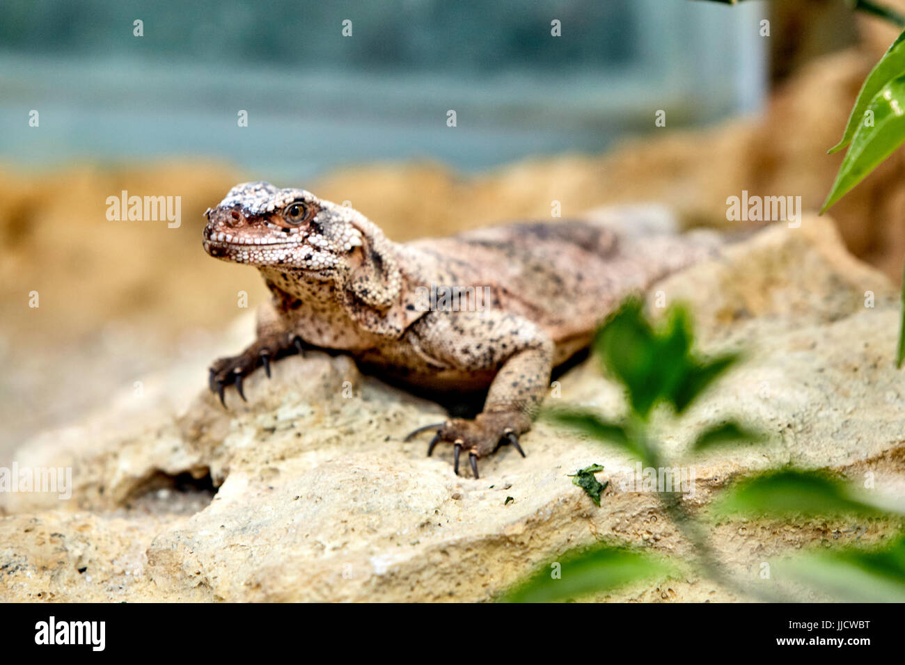 lizard lizard on a rock Stock Photo - Alamy