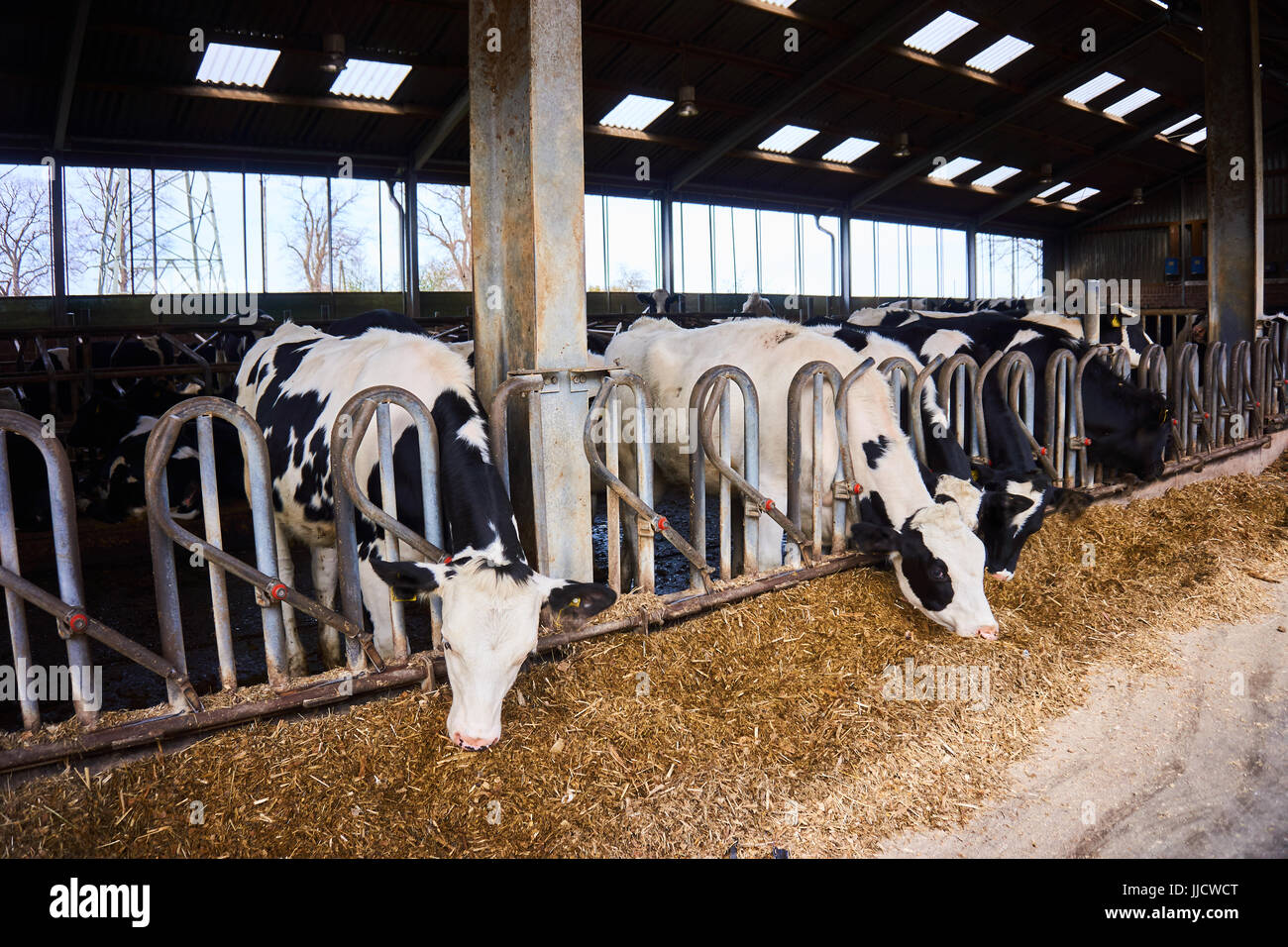 Cows on Farm. Many cows are feeding in farm Stock Photo - Alamy