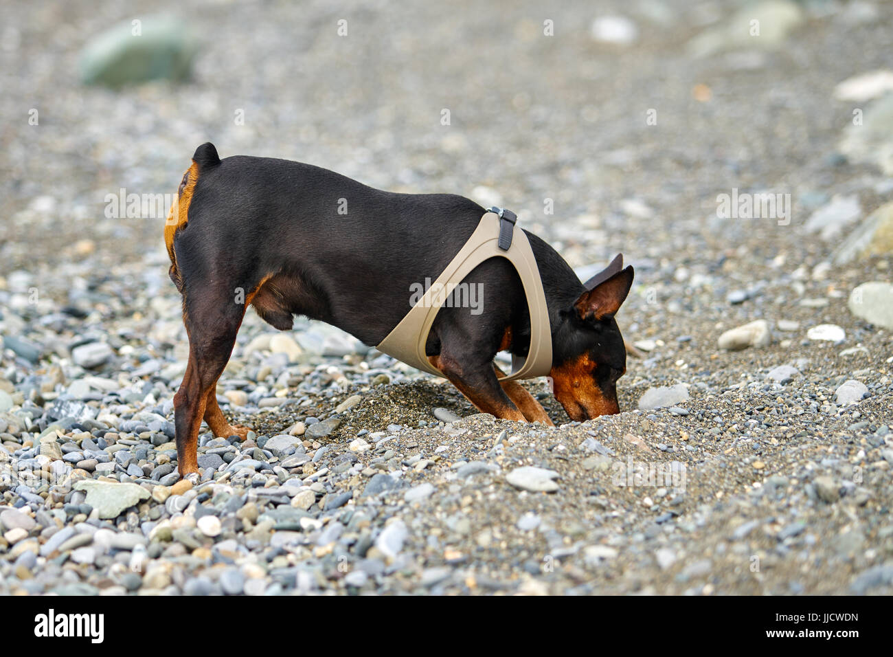Miniature pincher dog Stock Photo - Alamy