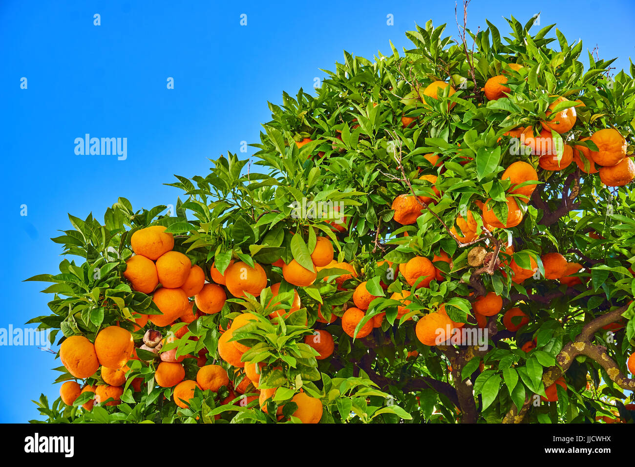 clementines ripening on tree against blue sky. Tangerine tree. Oranges ...