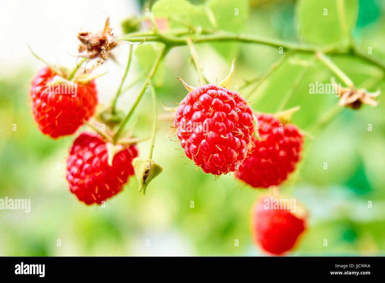 ripe red raspberries on the bush. branch of raspberry Stock Photo - Alamy