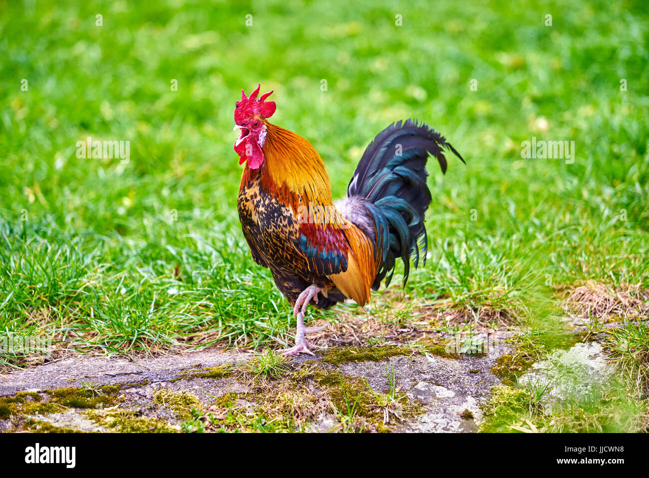 rooster on green nature background Stock Photo - Alamy
