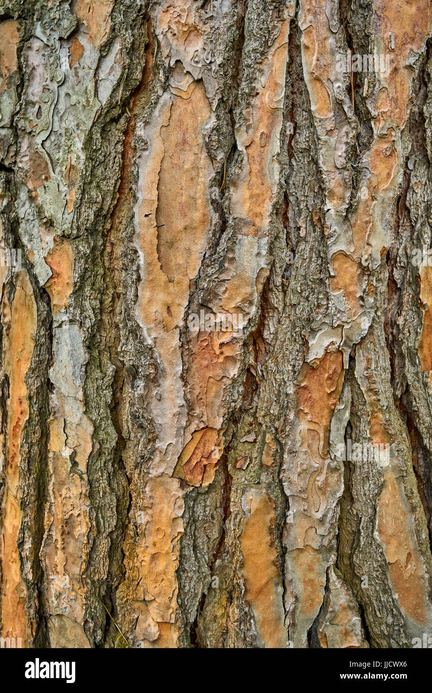 Tree background. tree texture Stock Photo - Alamy