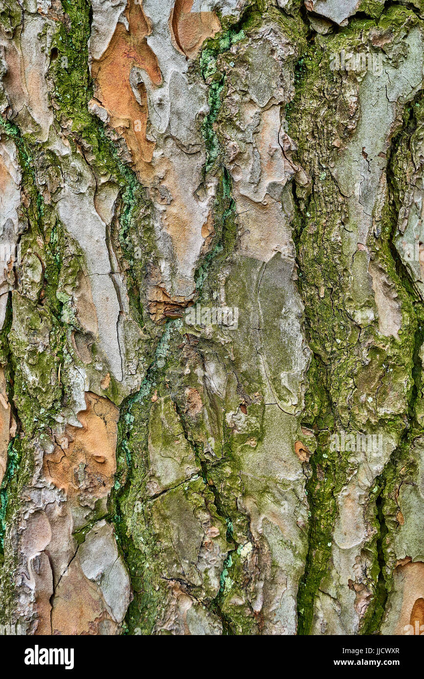 Tree bark texture. wood texture Stock Photo - Alamy