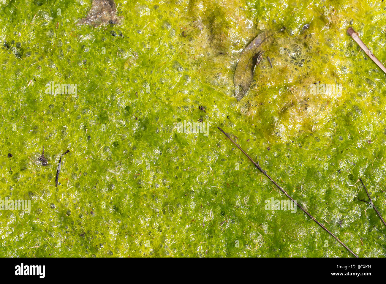 Bright green sea weed on the lake Stock Photo - Alamy
