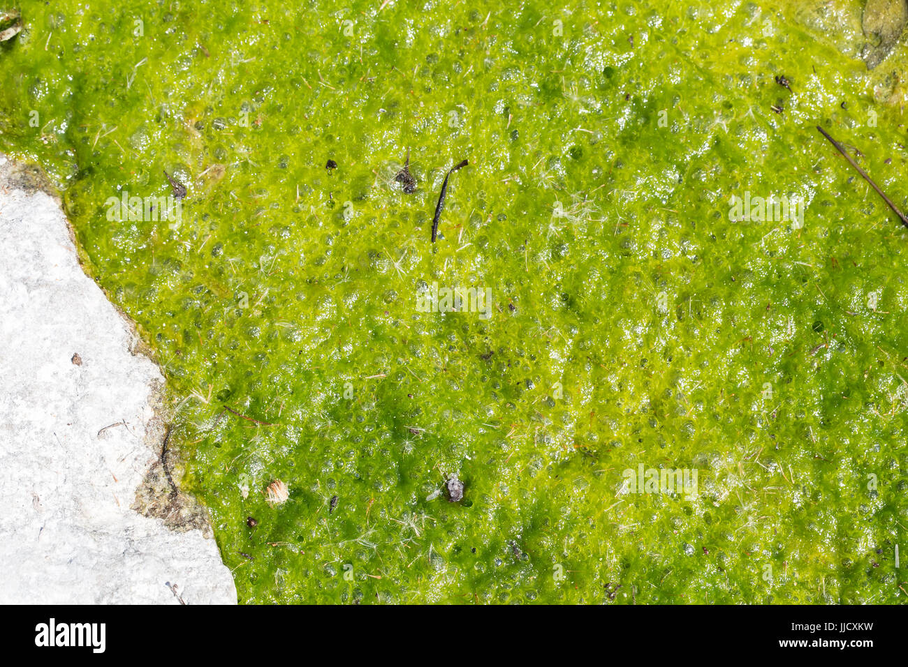 Green sea weed hi-res stock photography and images - Alamy